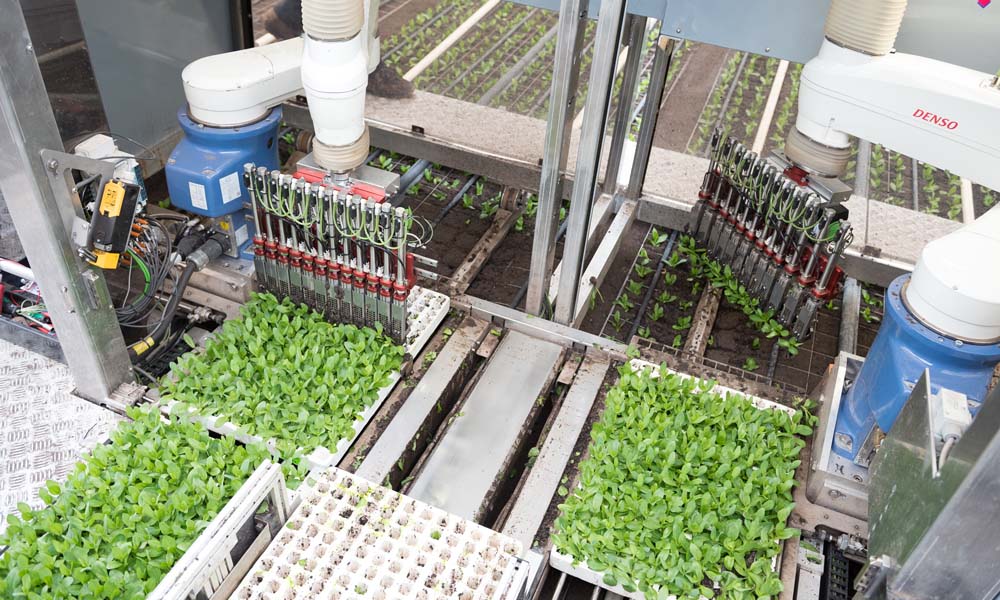 ISO Group unveils combination machine cutting planting and transplanting