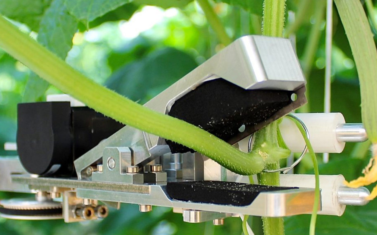 First demonstration new sweet pepper harvesting robot in the greenhouse