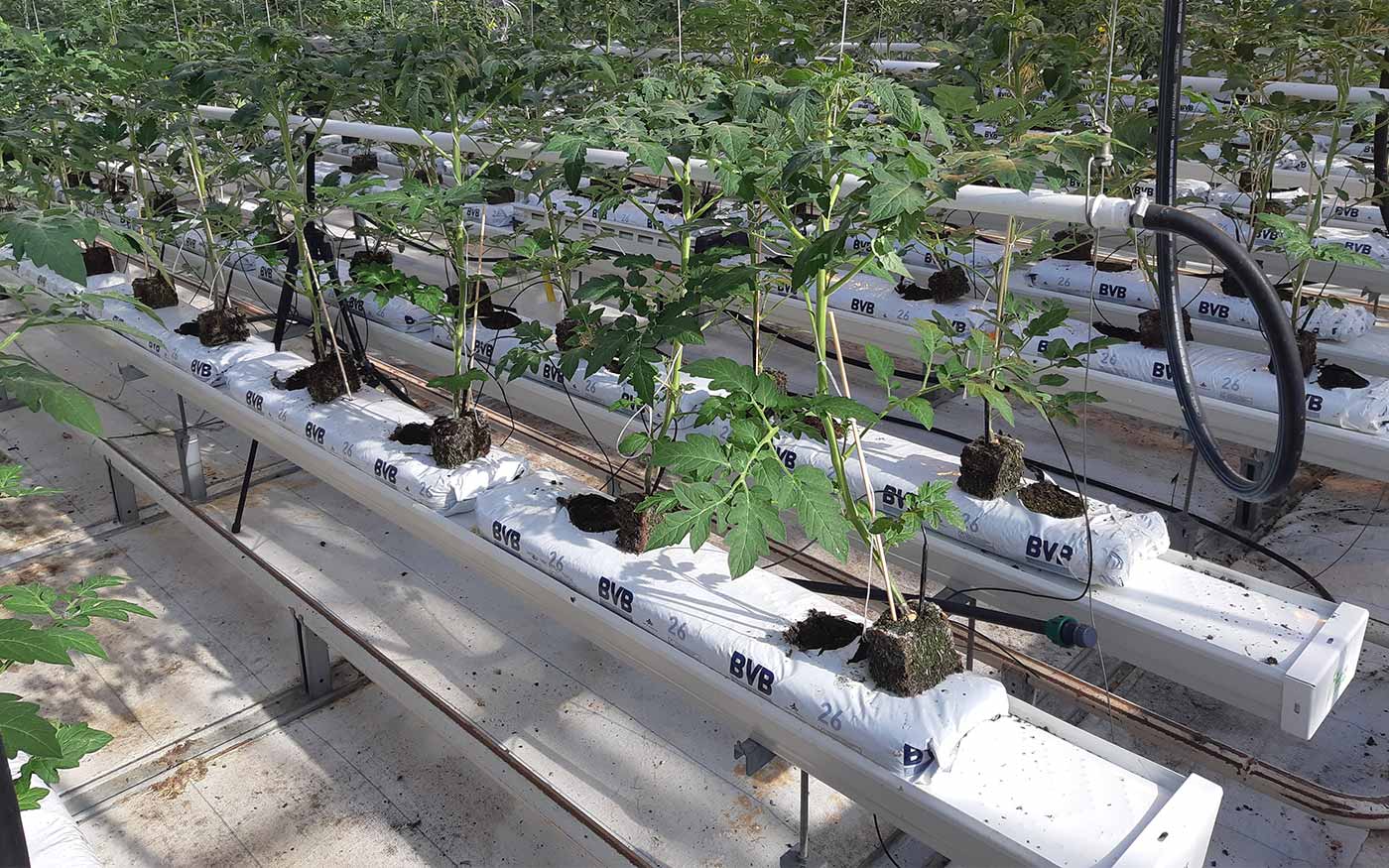 Greenhouse growers across the world must focus on water